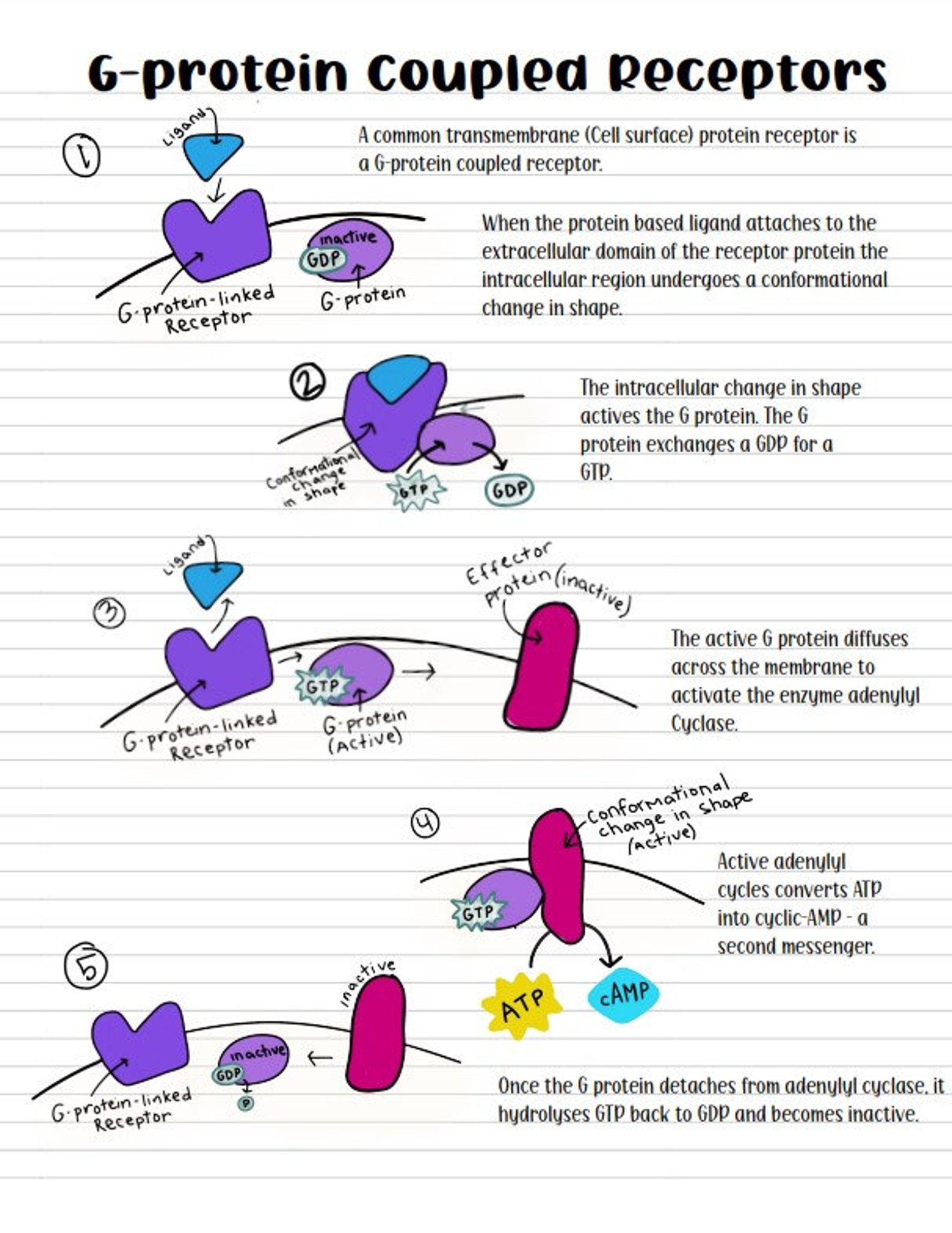AP Biology Cell Communication Notes (signal Transduction Pathways) - Etsy