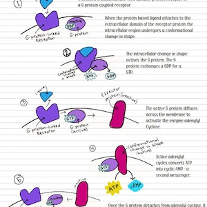 AP Biology Cell Communication Notes (signal Transduction Pathways) - Etsy