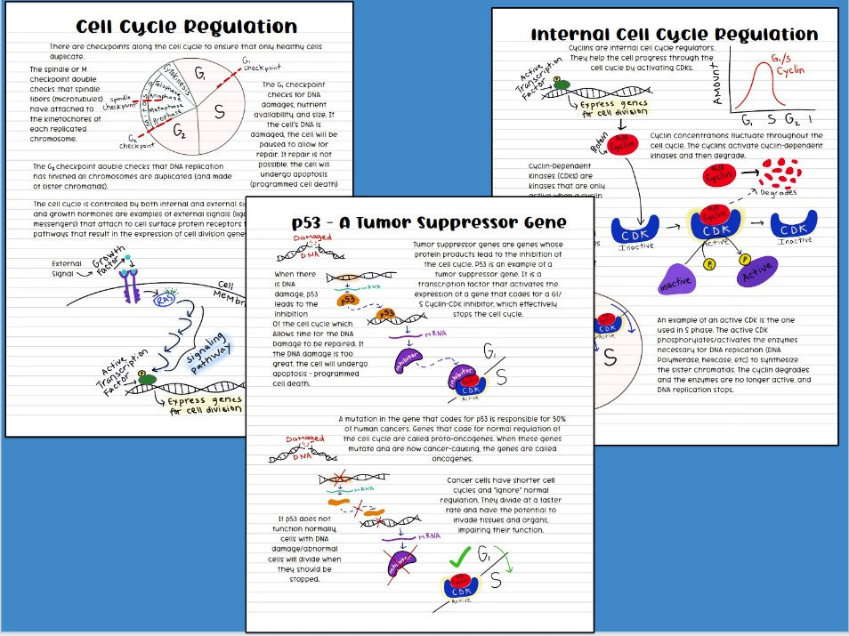 AP Biology Cell Cycle Regulation Notes - Etsy