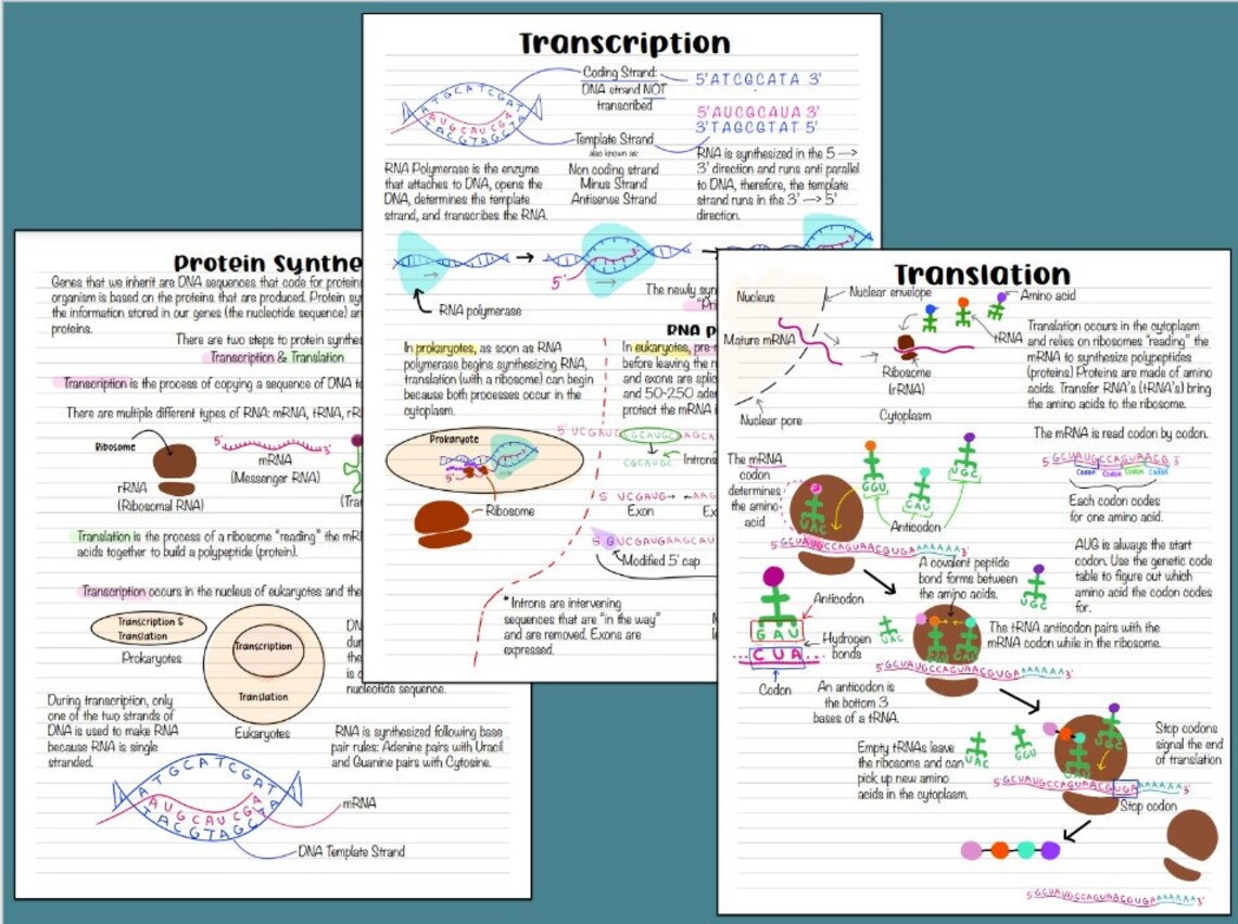 Protein Synthesis Notes (transcription and Translation) - Etsy