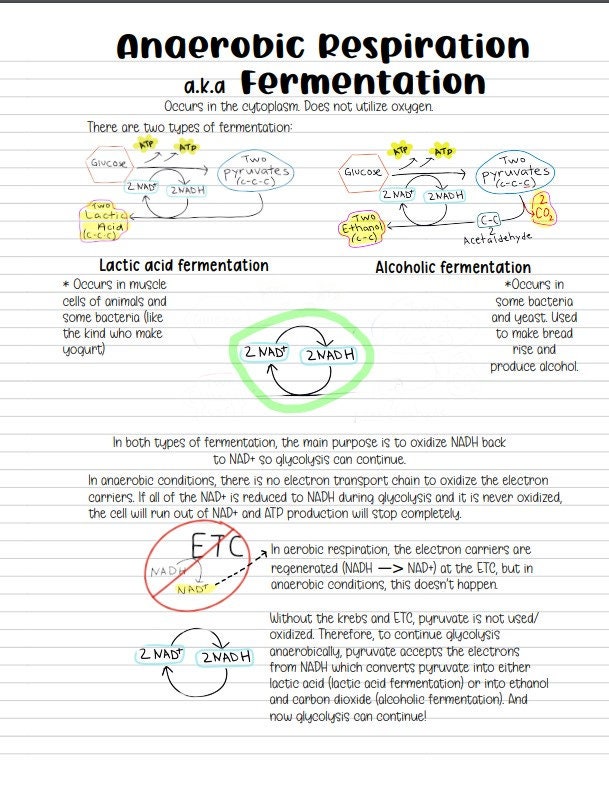AP Biology Cellular Respiration Notes (aerobic & Anaerobic Respiration ...