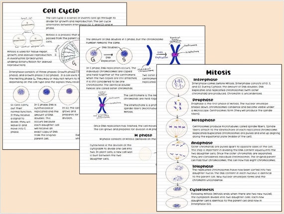 Interphase Mitosis Diagram