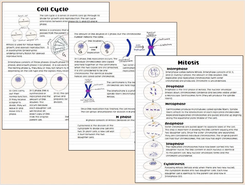 Interphase & Mitosis Notes (AP Biology, General Biology) - Etsy