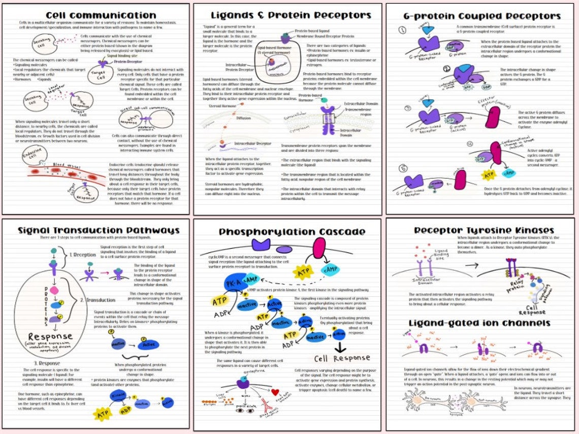 AP Biology Cell Communication Notes (signal Transduction Pathways) - Etsy