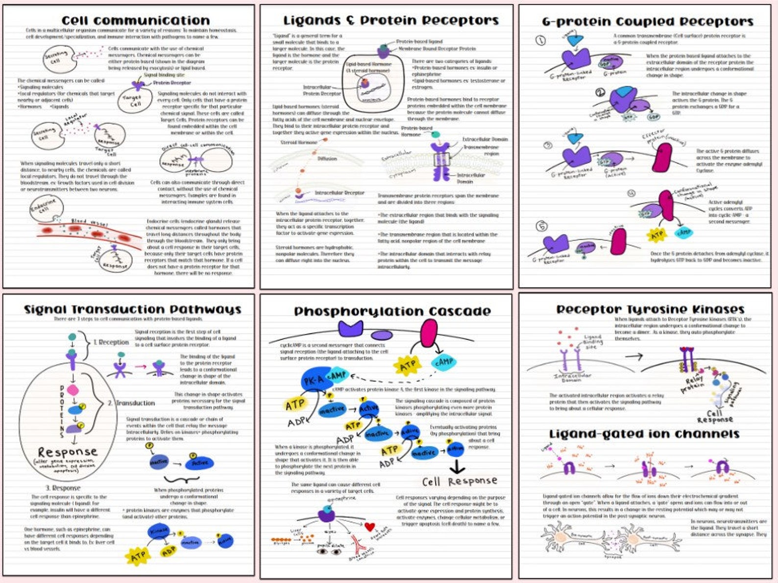 AP Biology Cell Communication Notes (signal Transduction Pathways) - Etsy