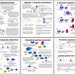 AP Biology Cell Communication Notes (signal Transduction Pathways) - Etsy