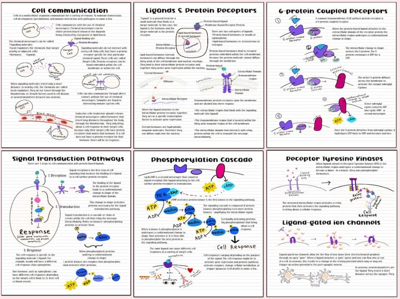 AP Biology Cell Communication Notes (signal Transduction Pathways) - Etsy