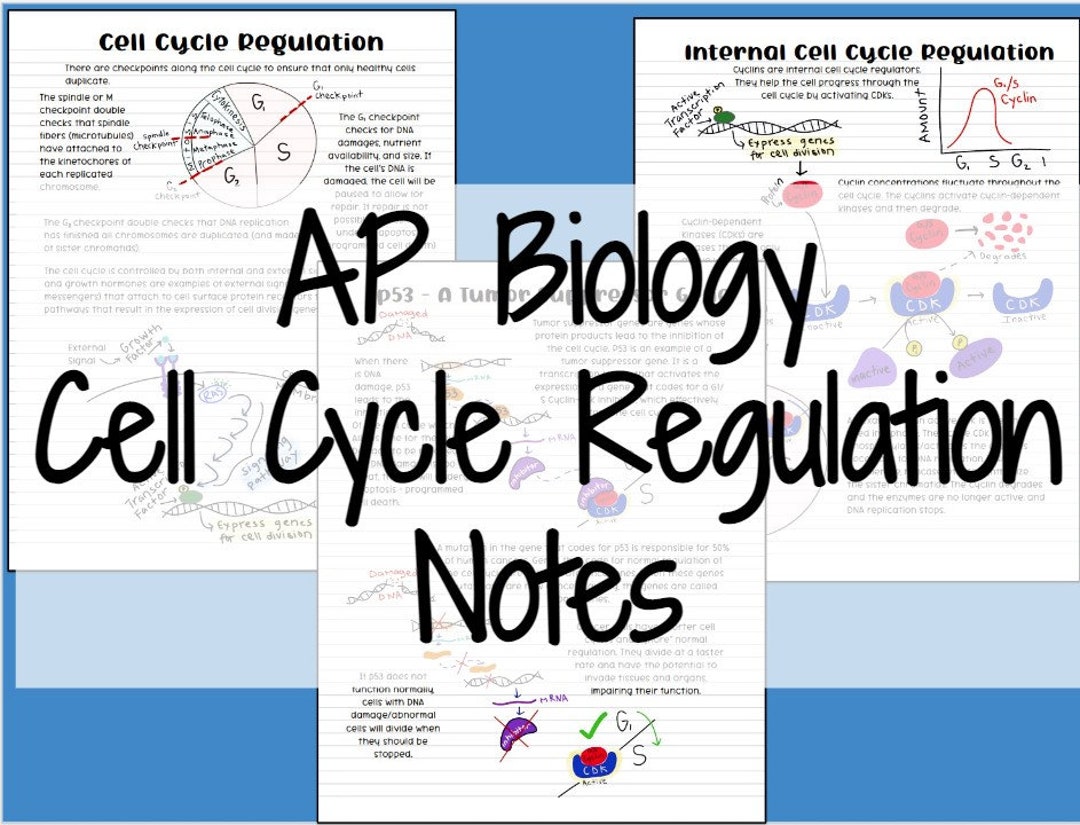 AP Biology Cell Cycle Regulation Notes - Etsy