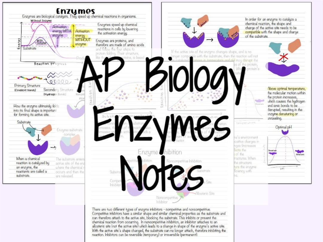 Enzymes Notes - Etsy