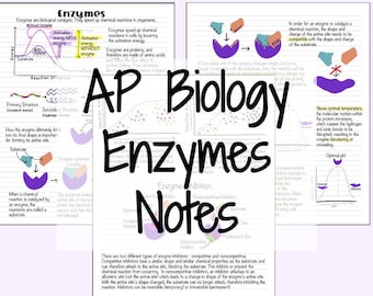 Proteins and Enzymes - A-level Biology Study Notes Guide - Etsy