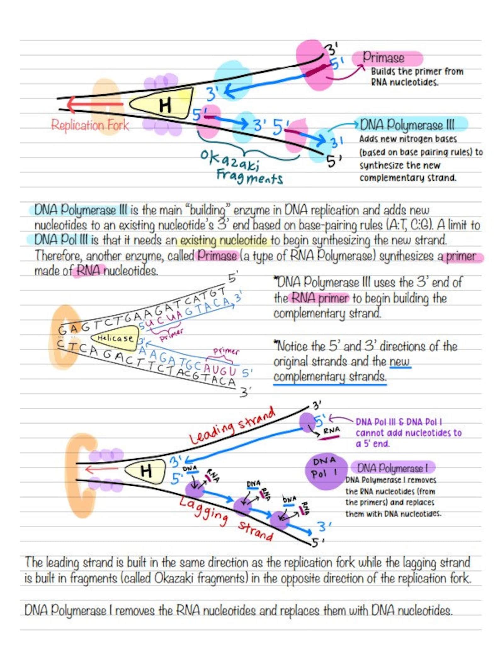 AP Biology DNA Structure and Replication Notes - Etsy