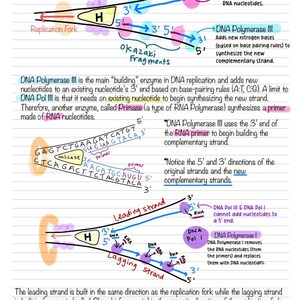 AP Biology DNA Structure and Replication Notes - Etsy