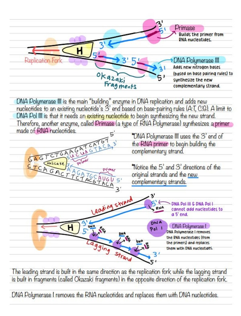 AP Biology DNA Structure and Replication Notes - Etsy