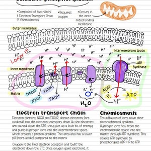 AP Biology Cellular Respiration Notes (aerobic & Anaerobic Respiration ...