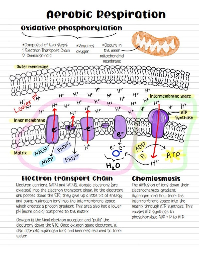 AP Biology Cellular Respiration Notes (aerobic & Anaerobic Respiration ...