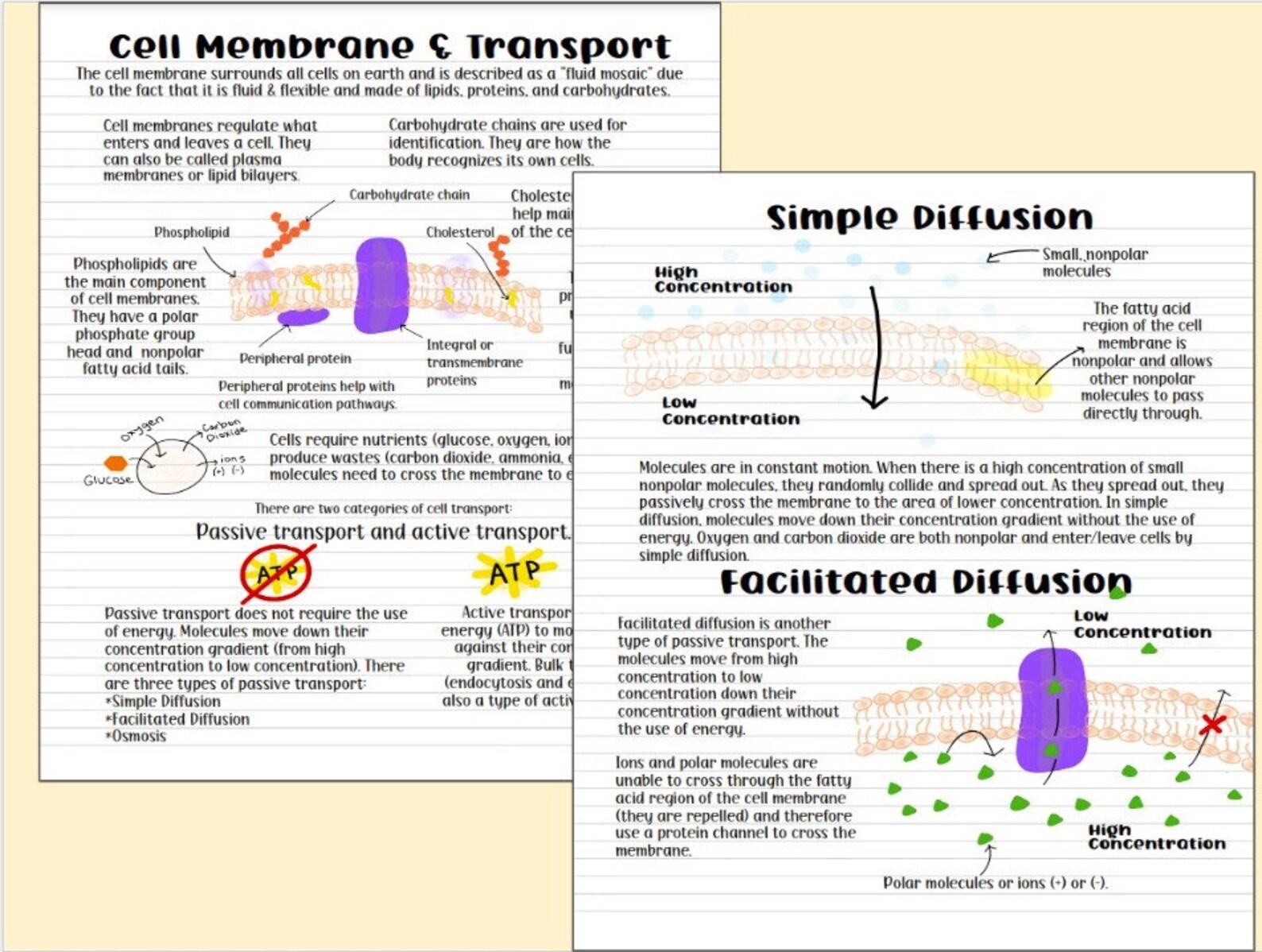 Cell Membrane & Cell Transport Notes (diffusion, Facilitated Diffusion ...