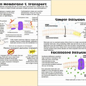 Cell Membrane & Cell Transport Notes (diffusion, Facilitated Diffusion ...