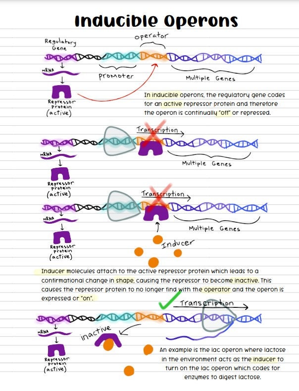 AP Biology Notes Operons (prokaryote Gene Regulation/expression) - Etsy