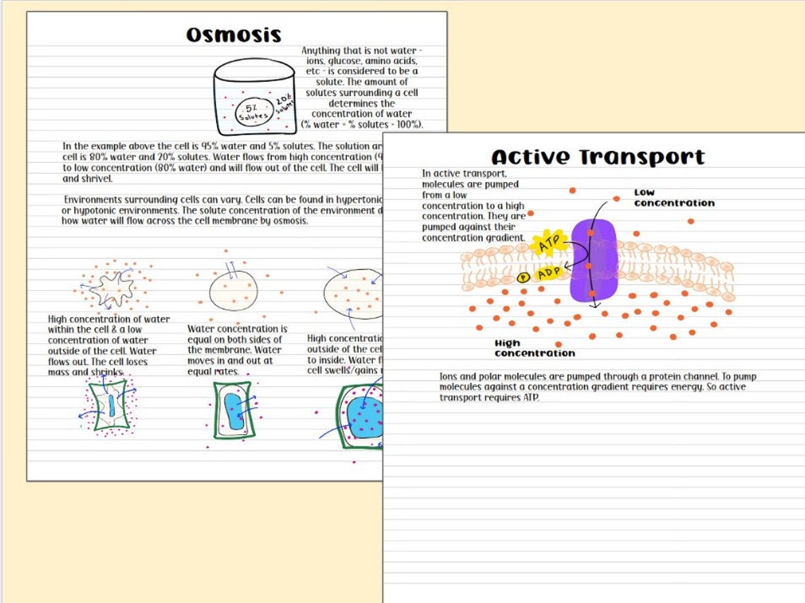 Cell Membrane & Cell Transport Notes (diffusion, Facilitated Diffusion ...
