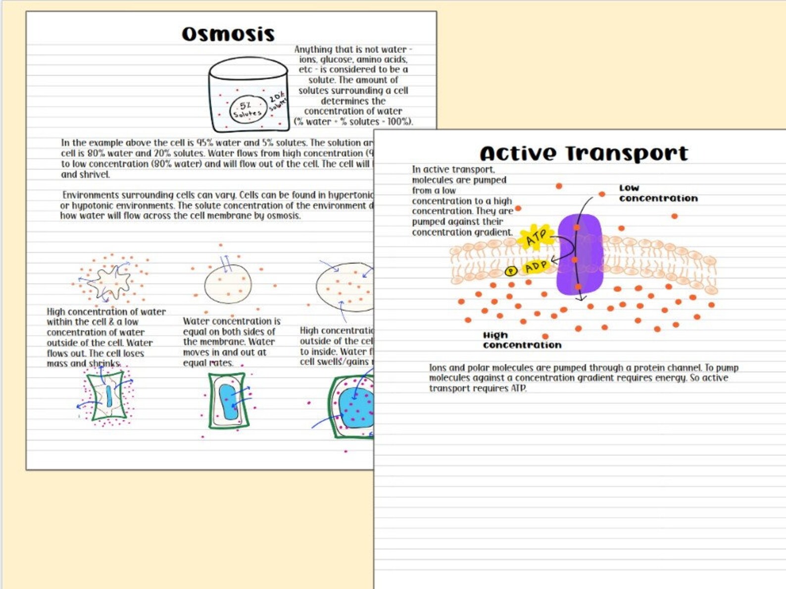Cell Membrane & Cell Transport Notes (diffusion, Facilitated Diffusion ...
