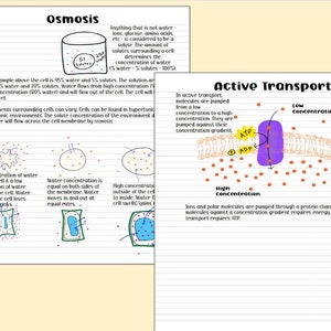 Cell Membrane & Cell Transport Notes (diffusion, Facilitated Diffusion ...