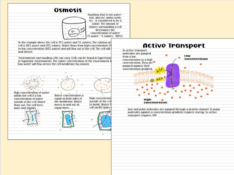 Cell Membrane & Cell Transport Notes (diffusion, Facilitated Diffusion ...