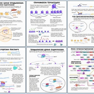 AP Biology Eukaryotic Gene Expression Notes - Etsy