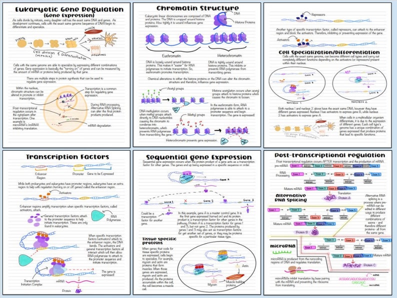 AP Biology Eukaryotic Gene Expression Notes - Etsy