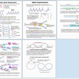 AP Biology DNA Structure and Replication Notes - Etsy