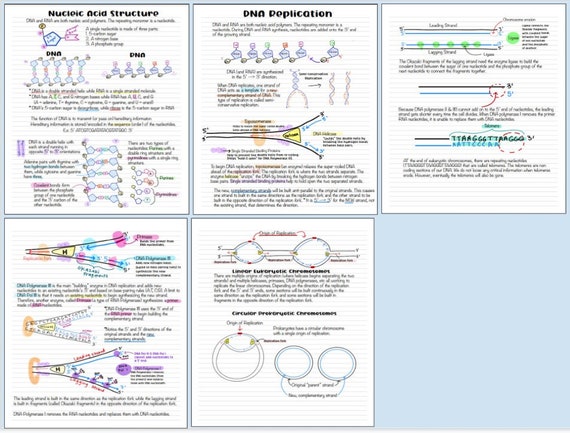 Dna Replication Model Ap Bio