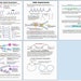 AP Biology DNA Structure and Replication Notes - Etsy