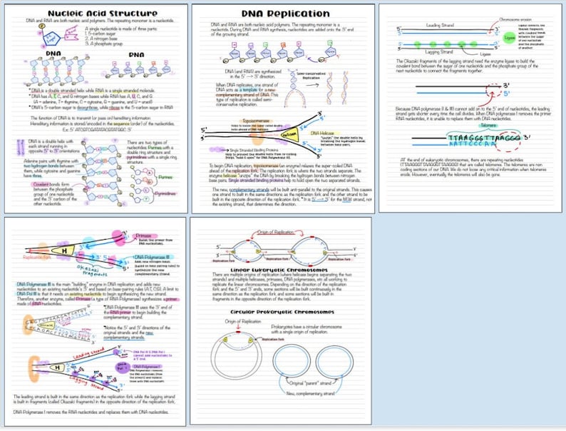 AP Biology DNA Structure and Replication Notes - Etsy