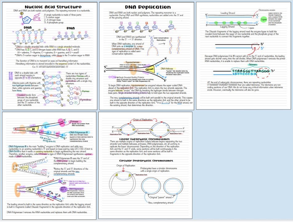 AP Biology DNA Structure and Replication Notes - Etsy