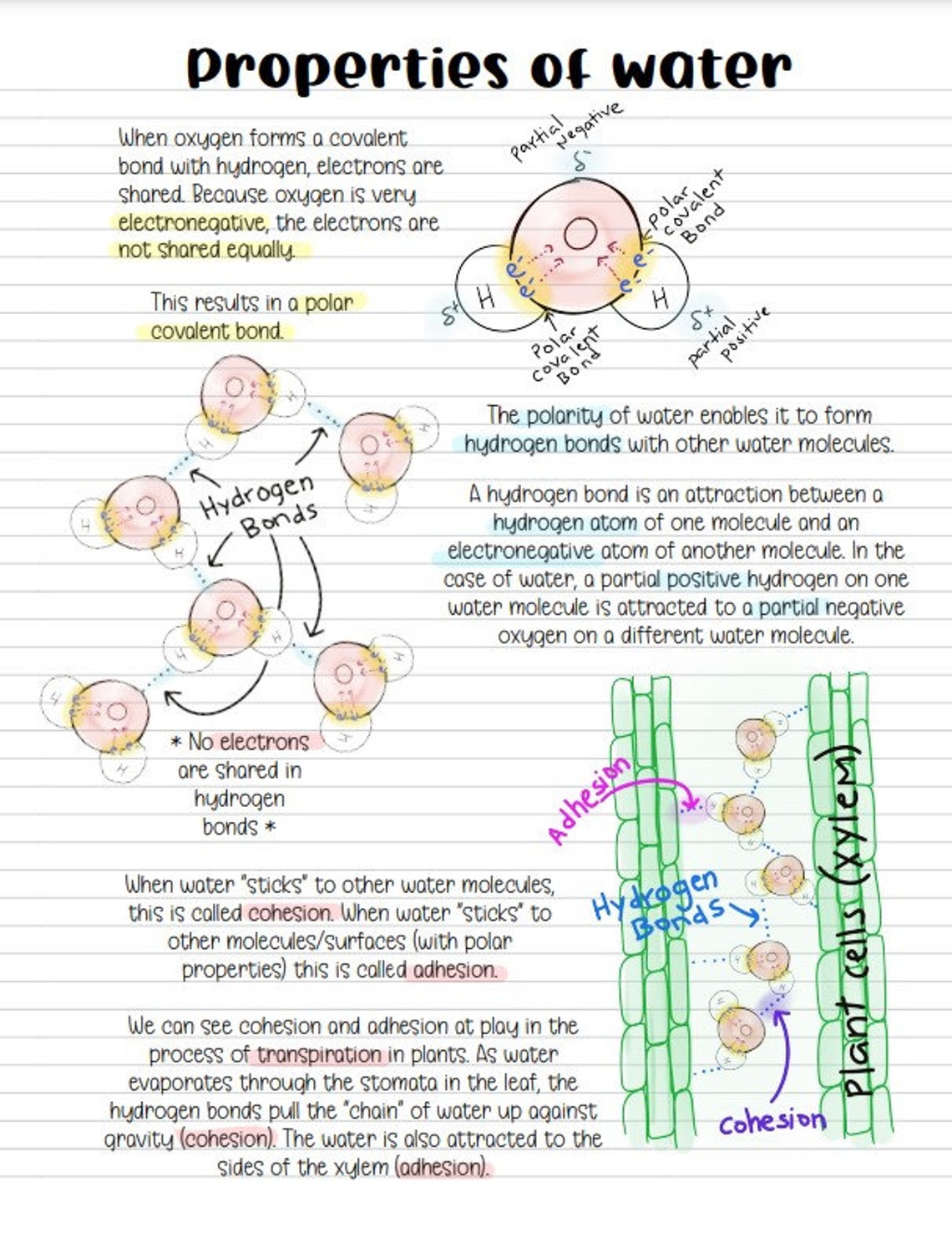 AP Biology Properties of Water Notes - Etsy