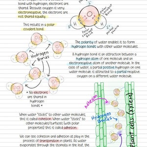 AP Biology Properties of Water Notes - Etsy