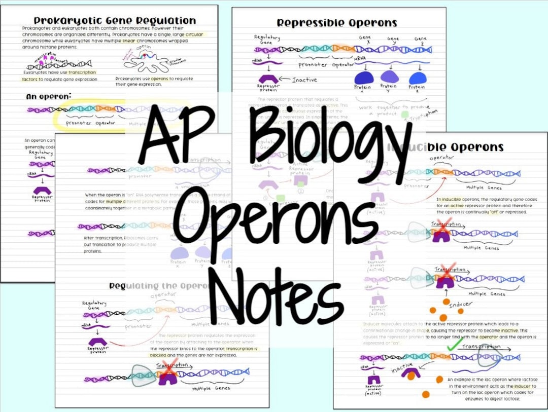AP Biology Notes Operons (prokaryote Gene Regulation/expression) - Etsy