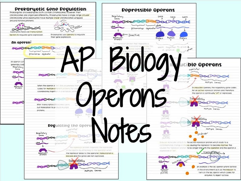 AP Biology Notes Operons (prokaryote Gene Regulation/expression) - Etsy
