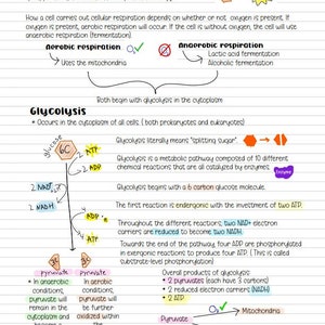 AP Biology Cellular Respiration Notes (aerobic & Anaerobic Respiration ...