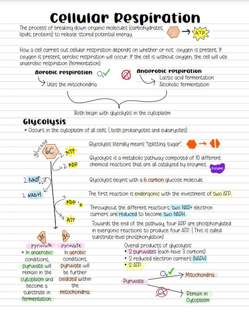 AP Biology Cellular Respiration Notes (aerobic & Anaerobic Respiration ...