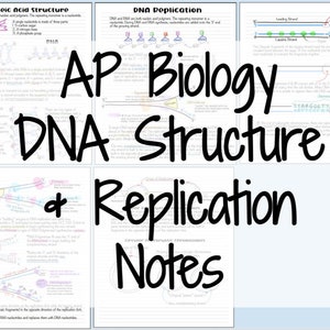 AP Biology DNA Structure and Replication Notes - Etsy