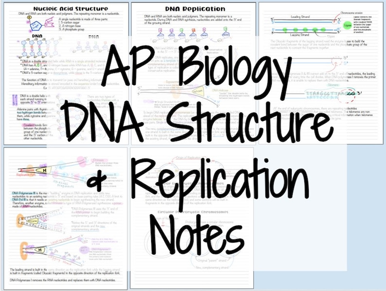 AP Biology DNA Structure and Replication Notes - Etsy