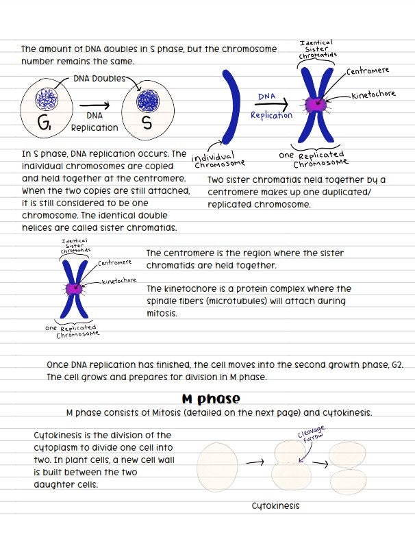 Interphase & Mitosis Notes (AP Biology, General Biology) - Etsy