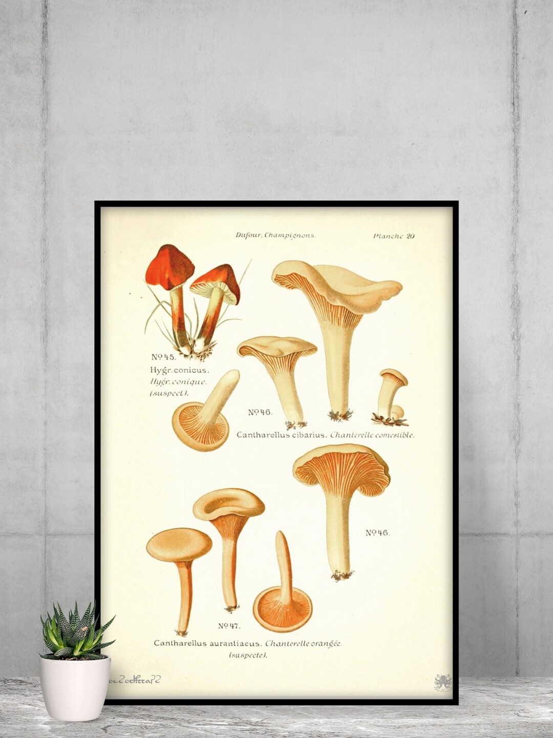 Antique Mushroom Printed Art Poster, Antique Plant Poster, Mushroom ...