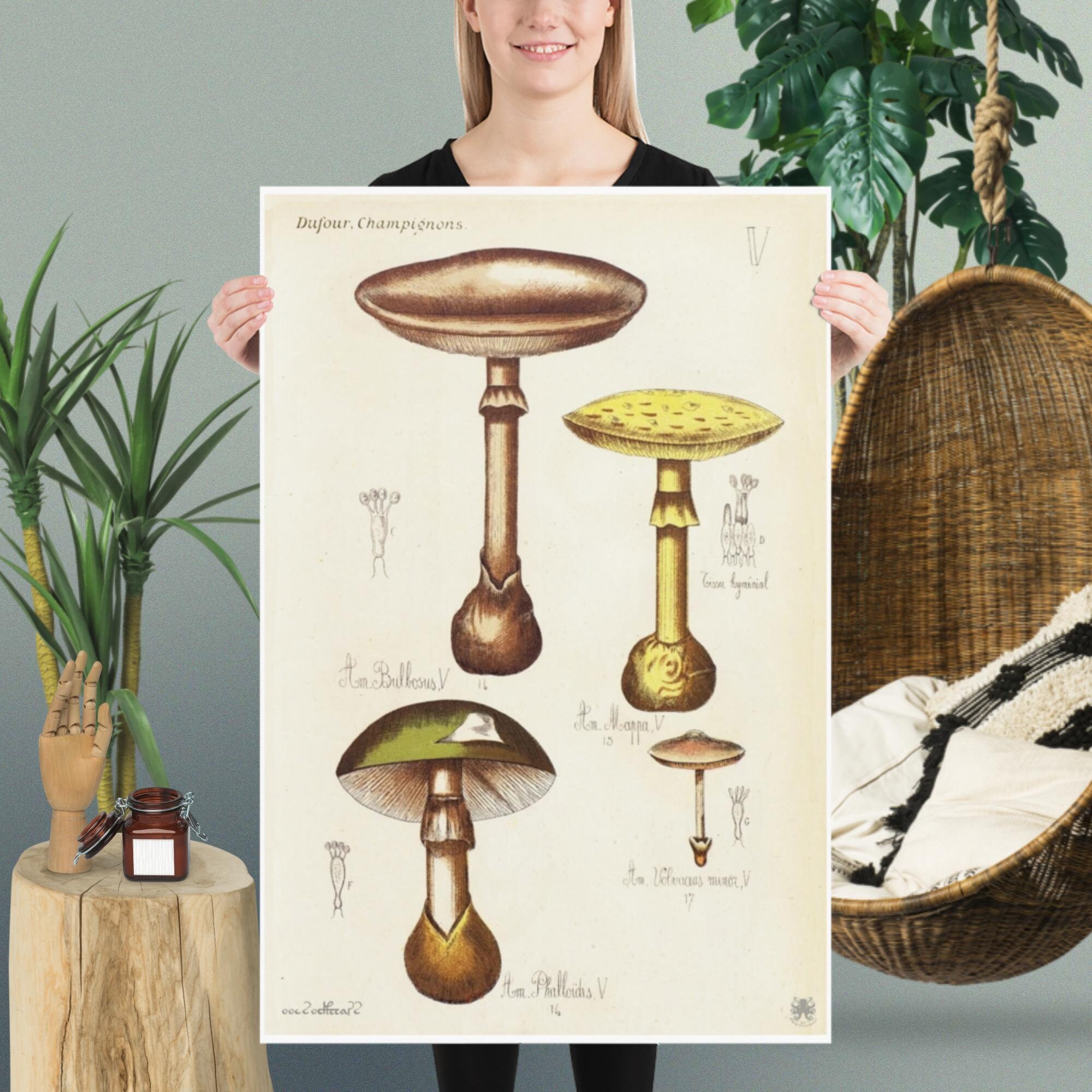 Antique Mushroom Printed Art Poster, Antique Plant Printed Poster ...