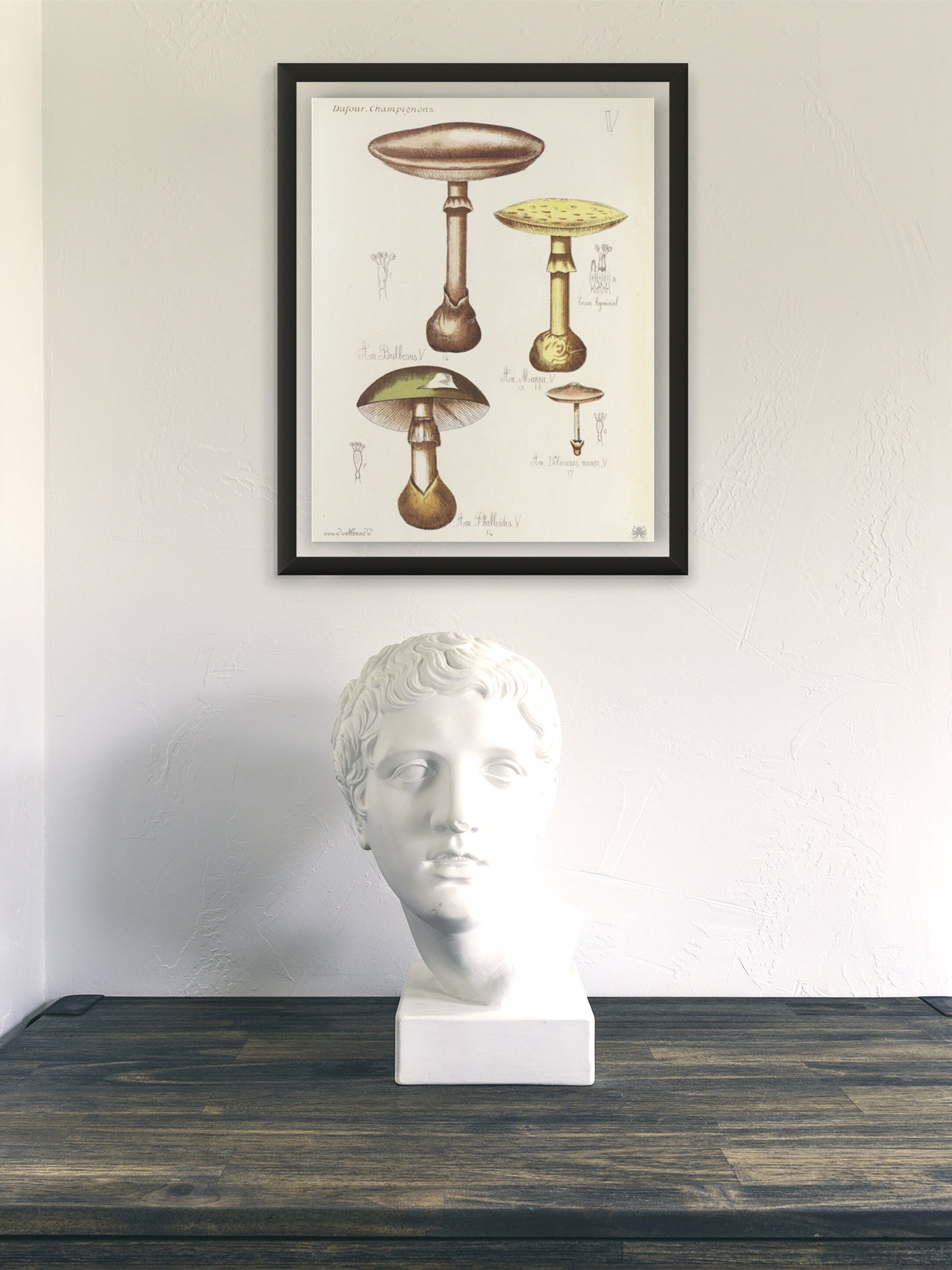 Antique Mushroom Printed Art Poster, Antique Plant Printed Poster ...