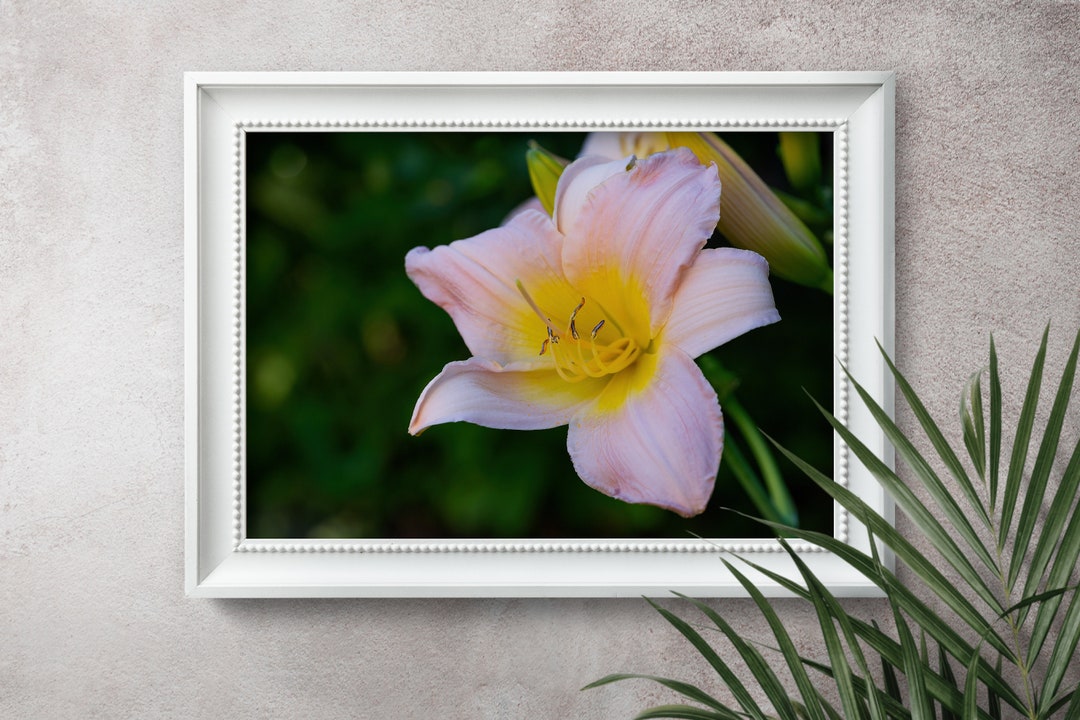 Lily Flower Poster Floral Wall Art Print Pink Lily Photo Print - Etsy