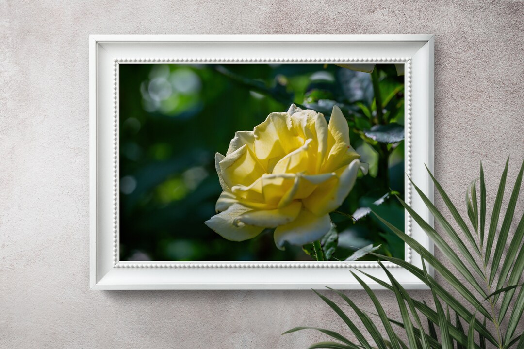 Rose Poster Floral Wall Art Print Yellow Flower Poster Garden - Etsy