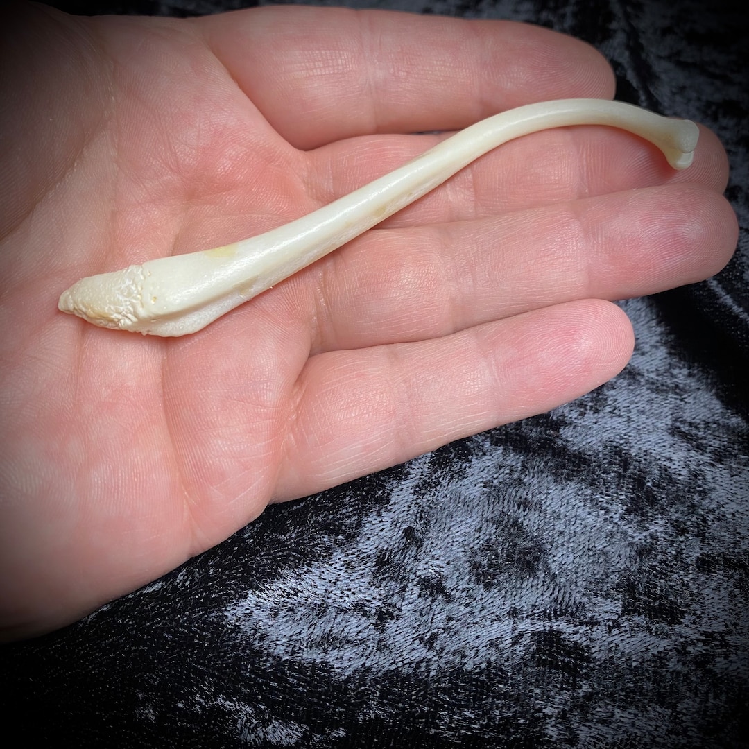 Raccoon Bacculum 4-5 Penis Bone From a Raccoon - Etsy