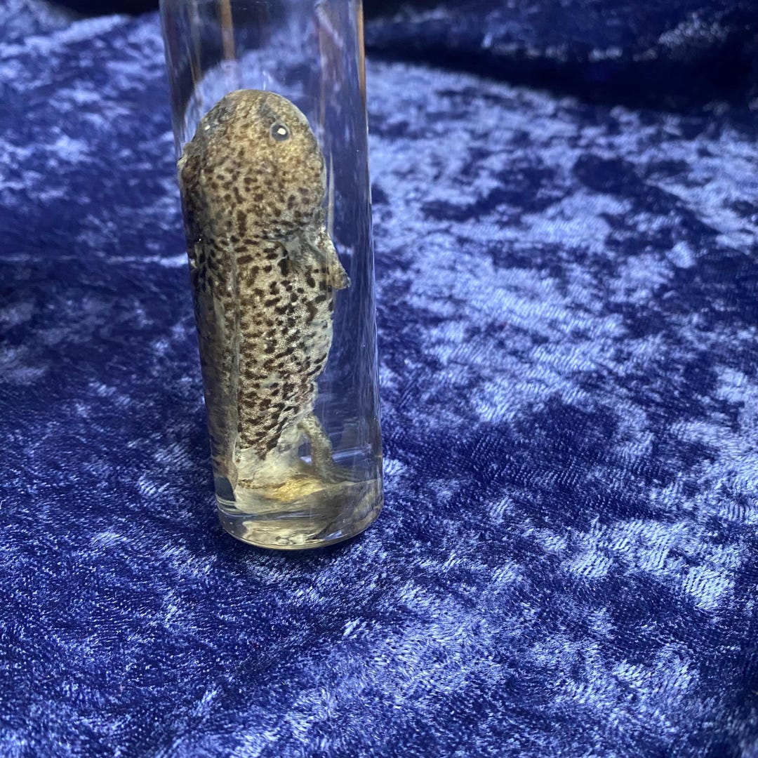Axolotl Small Wet Specimen Vial Juvenile Oddity Jar - Etsy