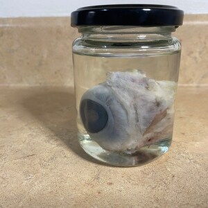 Cow Eye Wet Specimen Vial Oddity Jar - Etsy